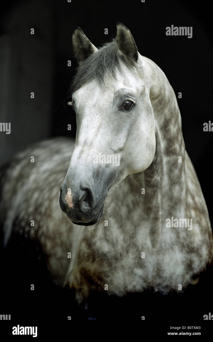 Holsteiner Pferd. Portrait von DAPPLED-grau nach Stockfotografie - Alamy