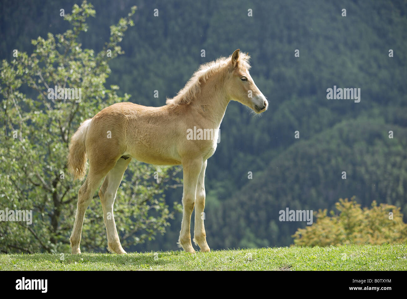 Haflinger-Fohlen - stehend auf Wiese Stockfotografie - Alamy