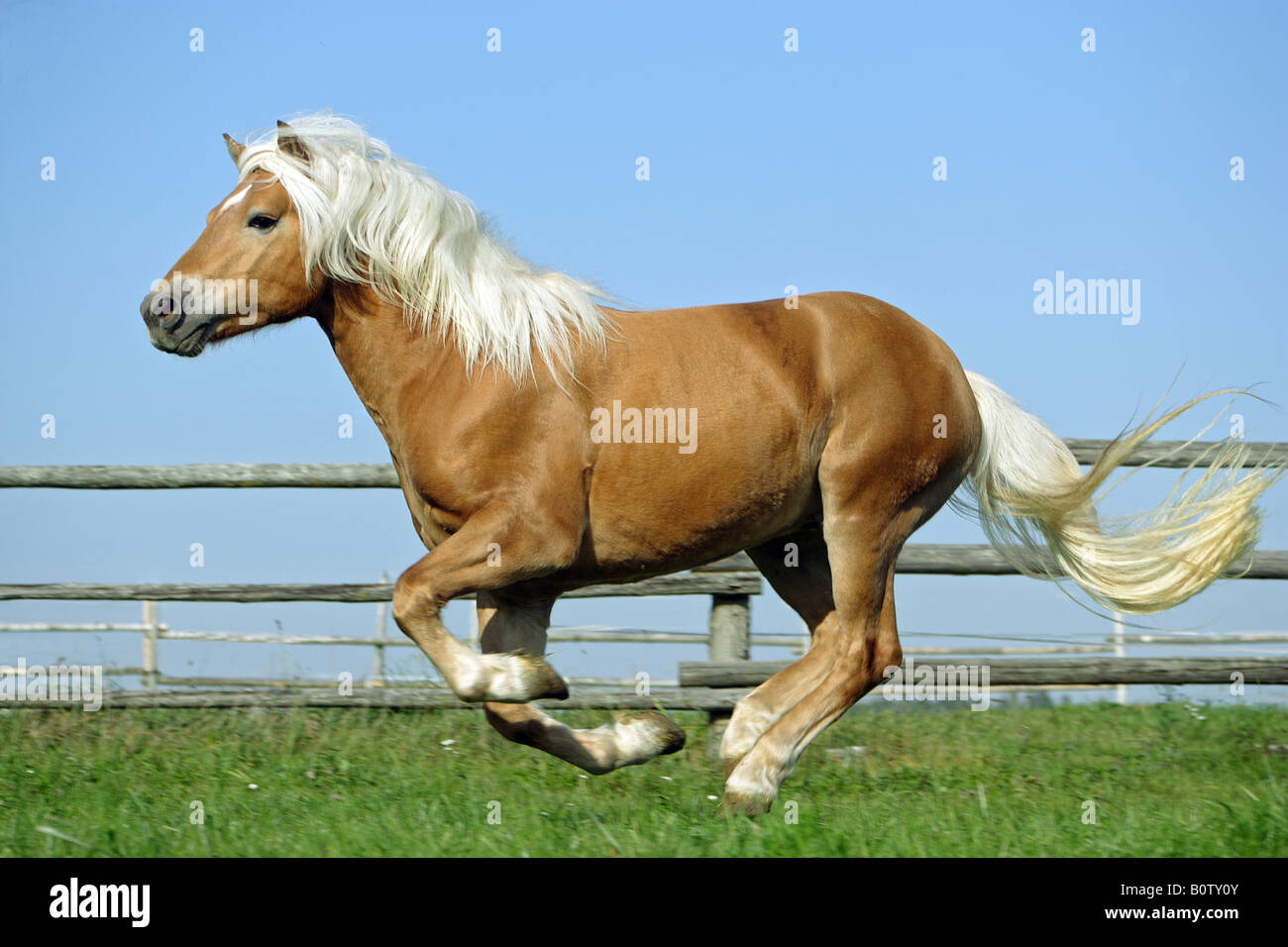 Haflinger - Galopp auf Wiese Stockfotografie - Alamy