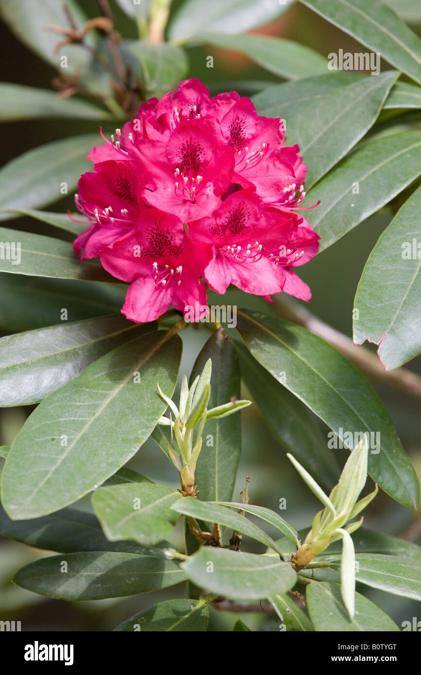 Rhododendron detail -Fotos und -Bildmaterial in hoher Auflösung – Alamy
