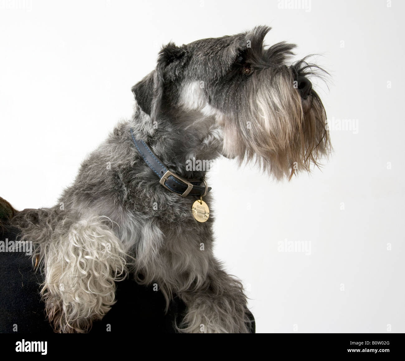 Mit profil -Fotos und -Bildmaterial in hoher Auflösung – Alamy