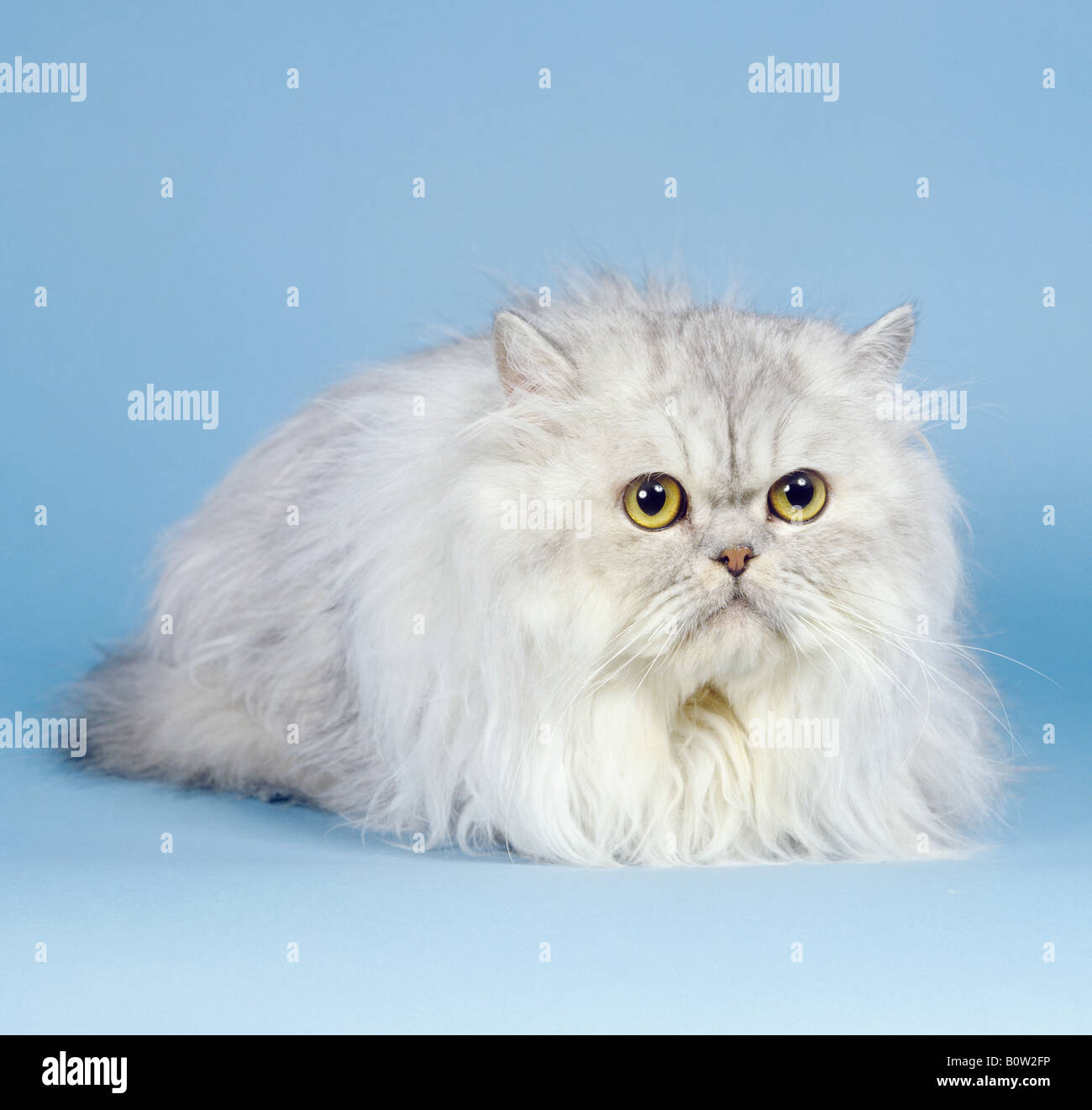 Persische katze -Fotos und -Bildmaterial in hoher Auflösung – Alamy