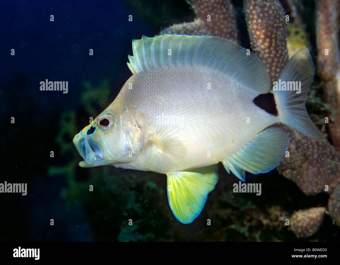 Hypoplectrus unicolor -Fotos und -Bildmaterial in hoher Auflösung – Alamy