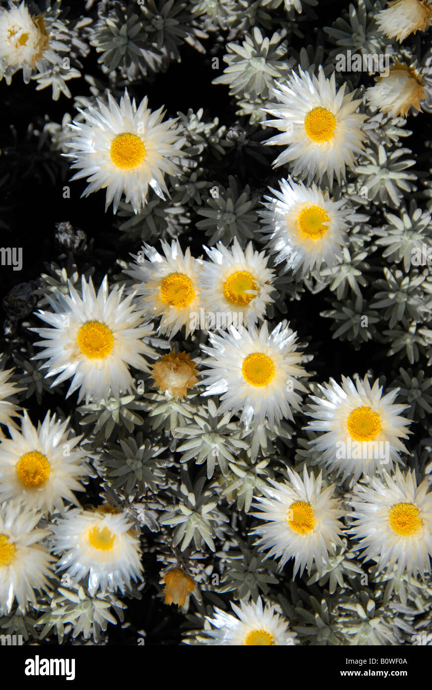 Strohblumen oder Strohblumen (Helichrysum spp.), Marangu Route, den ...