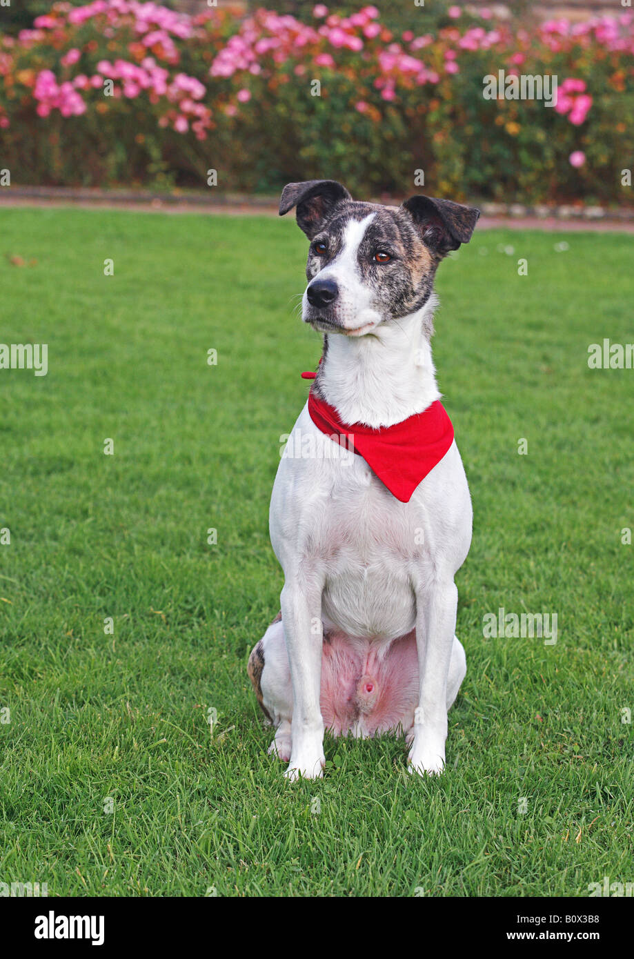 Russel hybride -Fotos und -Bildmaterial in hoher Auflösung – Alamy