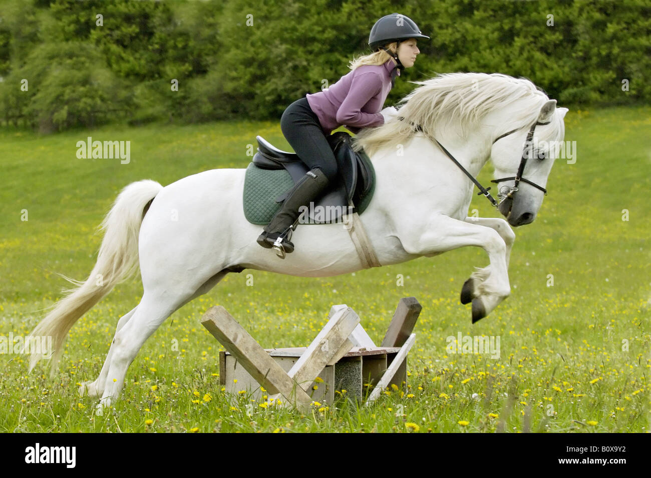 Junge Reiter auf Connemara Pony Hengst - springen Stockfotografie - Alamy