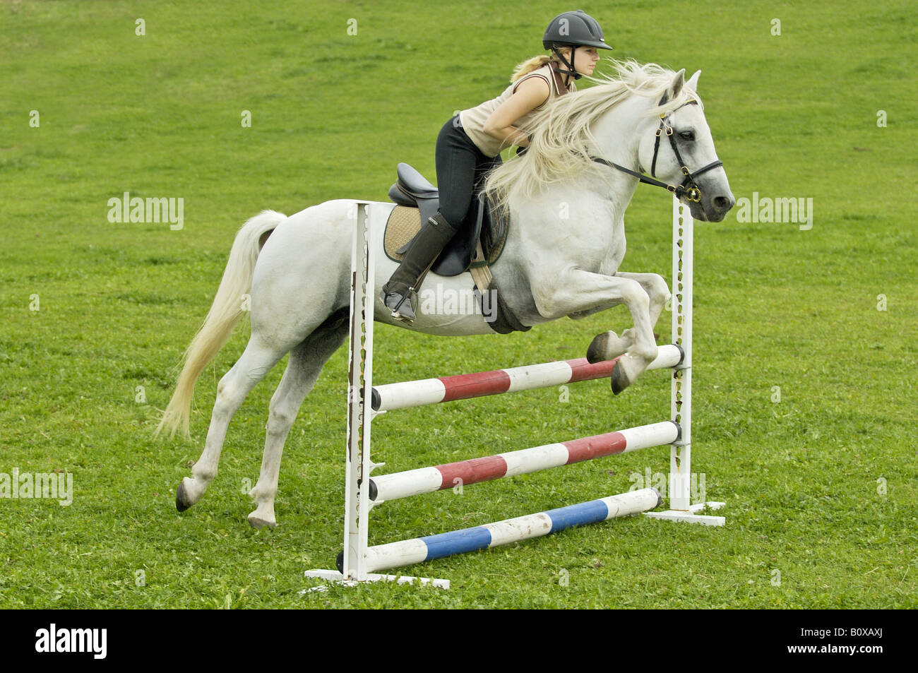 Junge Reiter auf Connemara Pony Hengst - springen Stockfotografie - Alamy