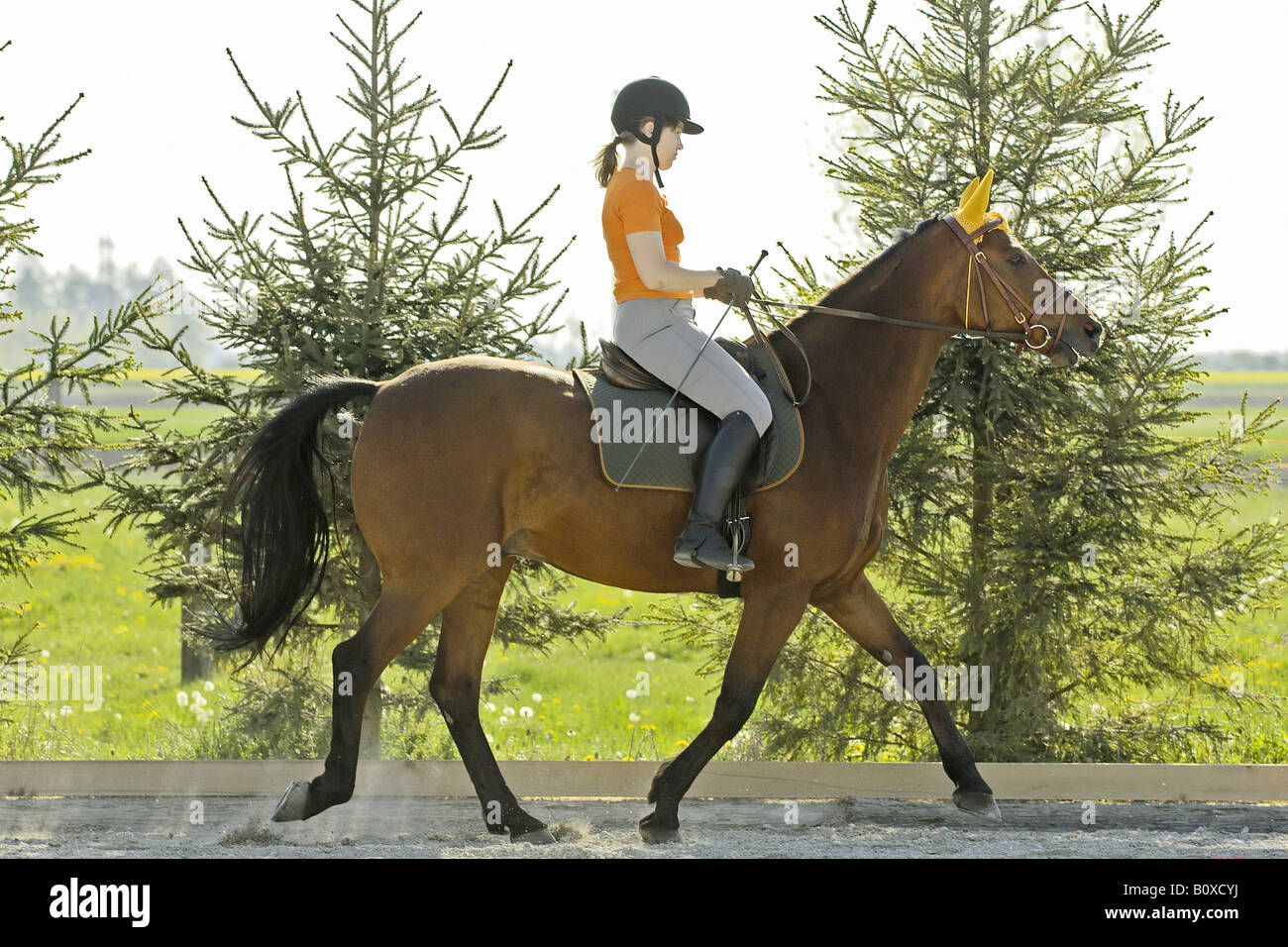 Traber trabrennen -Fotos und -Bildmaterial in hoher Auflösung – Alamy
