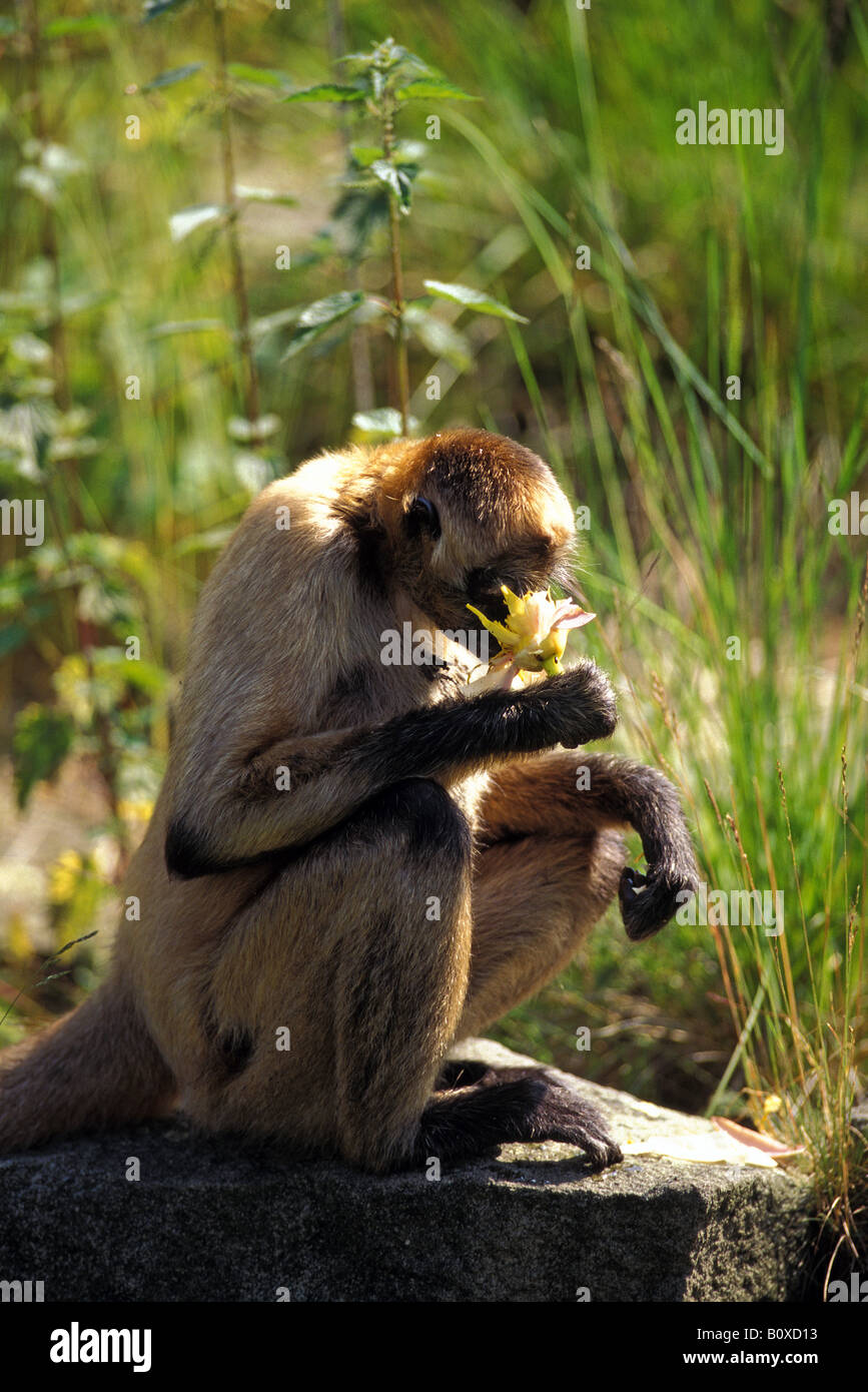 Klammeraffe ateles sp -Fotos und -Bildmaterial in hoher Auflösung – Alamy