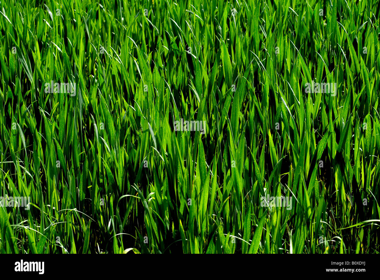 Weizen und regen -Fotos und -Bildmaterial in hoher Auflösung – Alamy