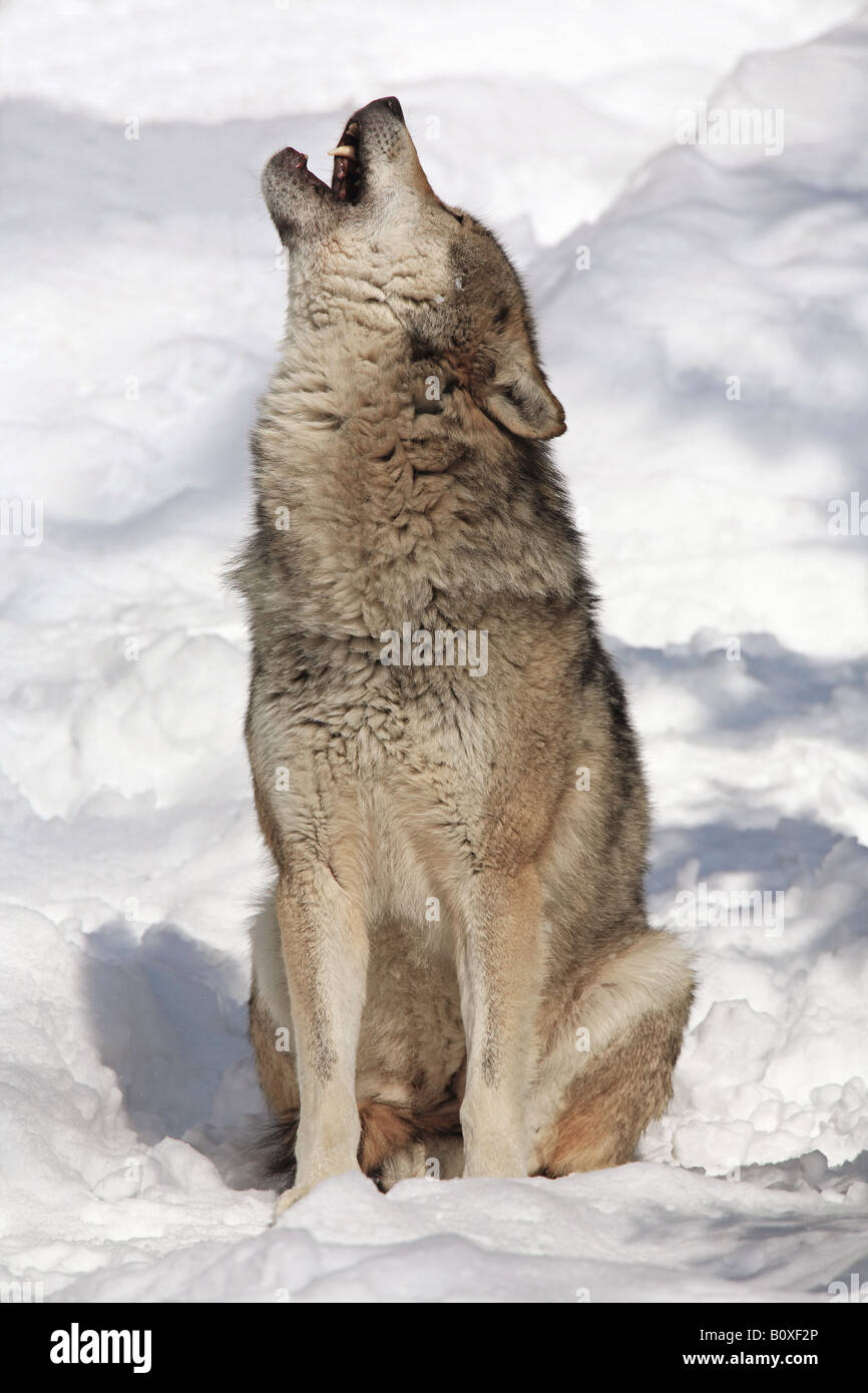 europäischer Wolf - sitzen im Schnee heulen / Canis Lupus ...