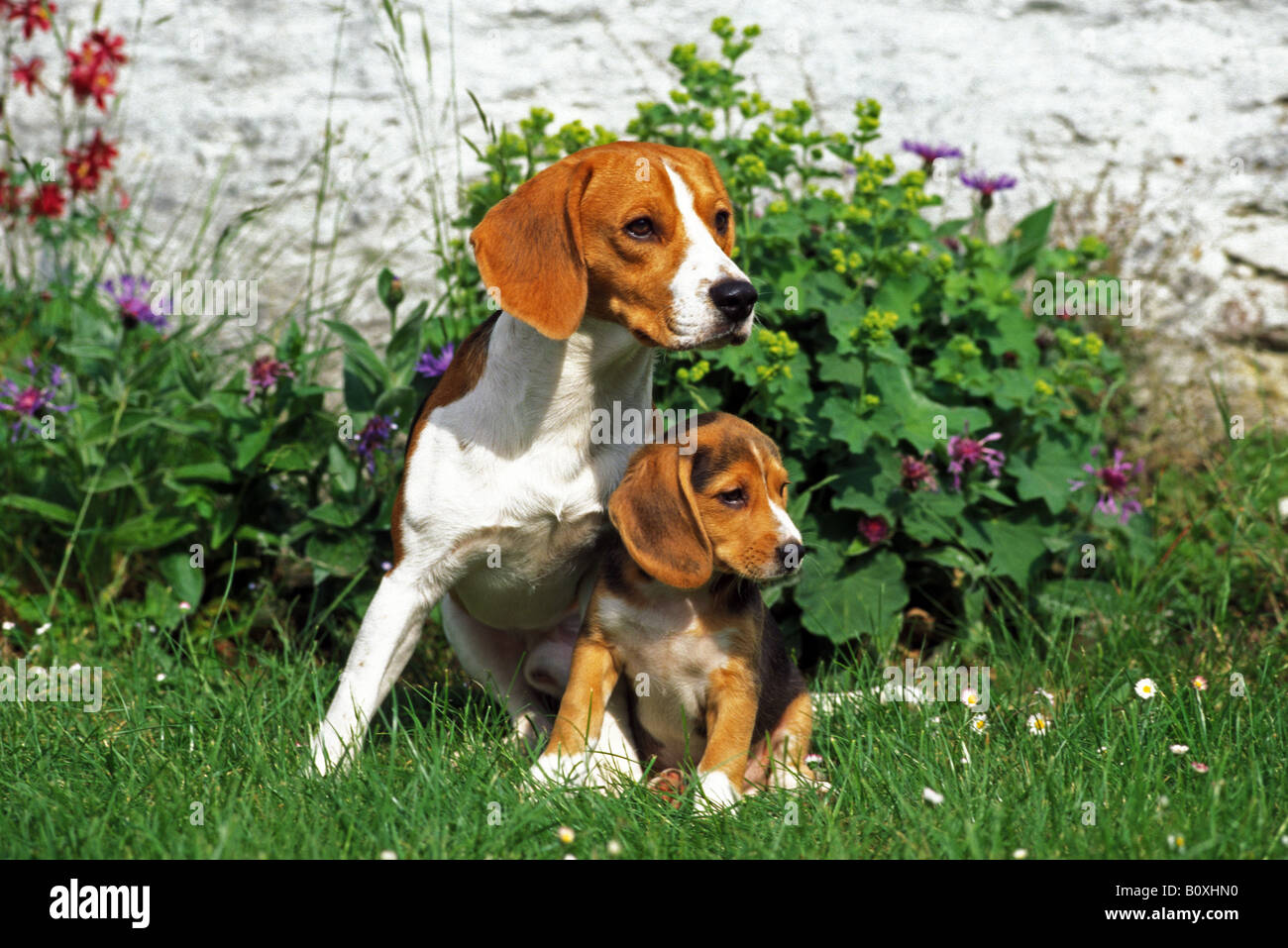 Dog beagle puppy adult sitting -Fotos und -Bildmaterial in hoher ...