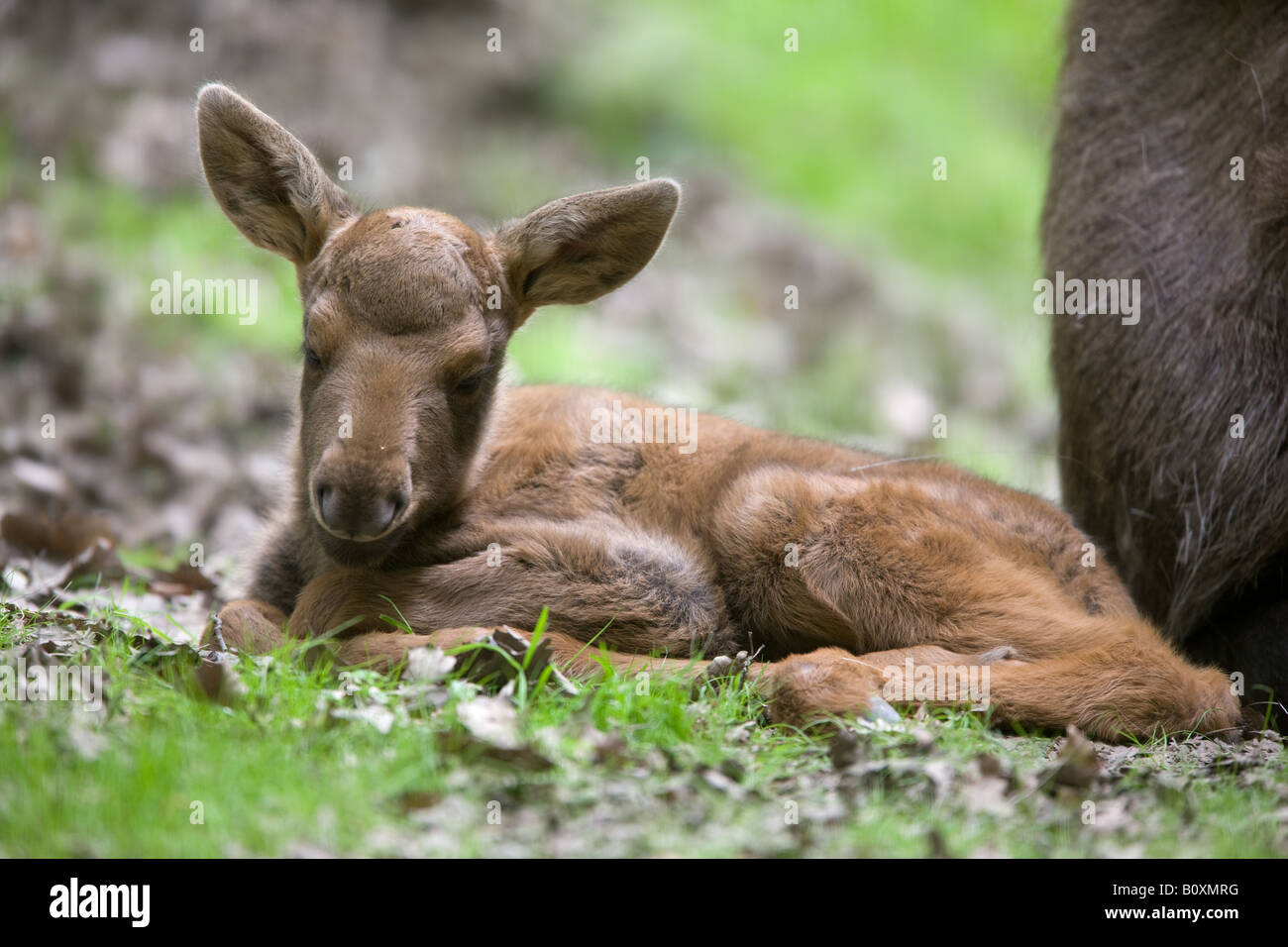 Neugeborener elch -Fotos und -Bildmaterial in hoher Auflösung – Alamy