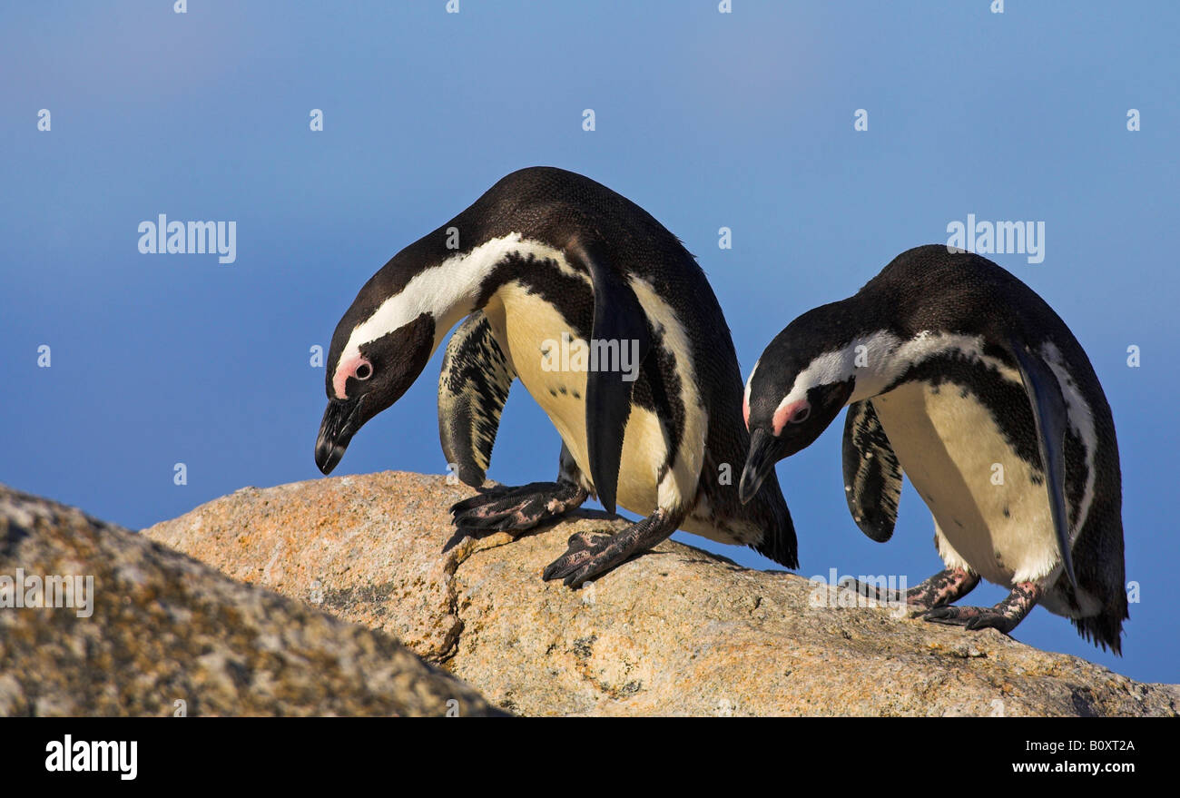 Jackass Penguin, afrikanische Pinguin, Black-footed Pinguin (Spheniscus ...