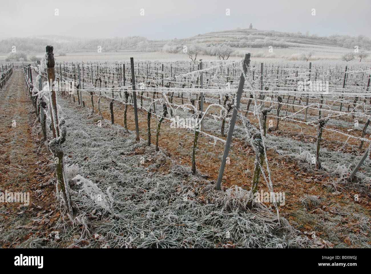 Rebe, Weinrebe (Vitis Vinifera), Rebe Hof mit Raureif, Deutschland ...