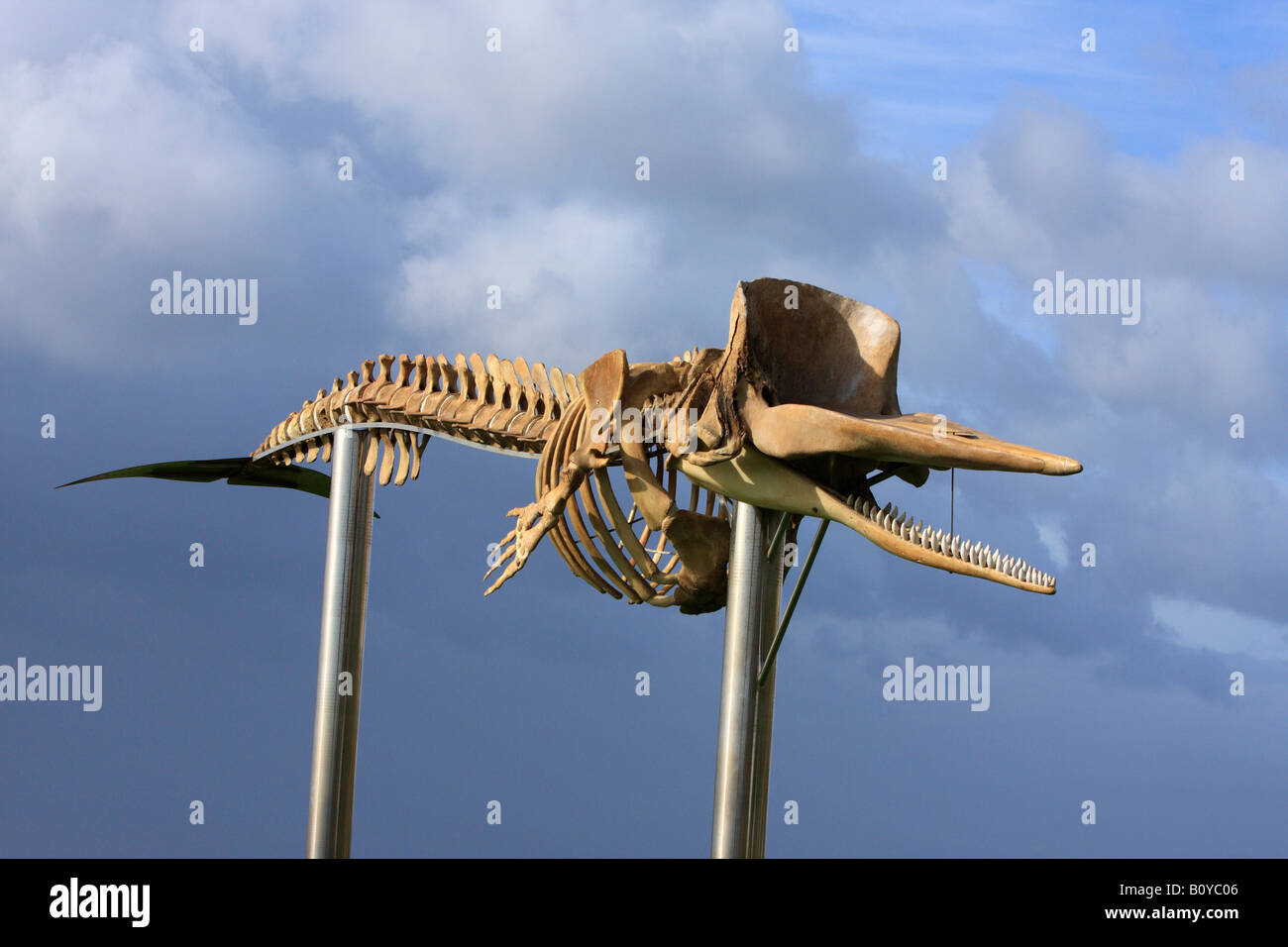 Pottwal skelett -Fotos und -Bildmaterial in hoher Auflösung – Alamy