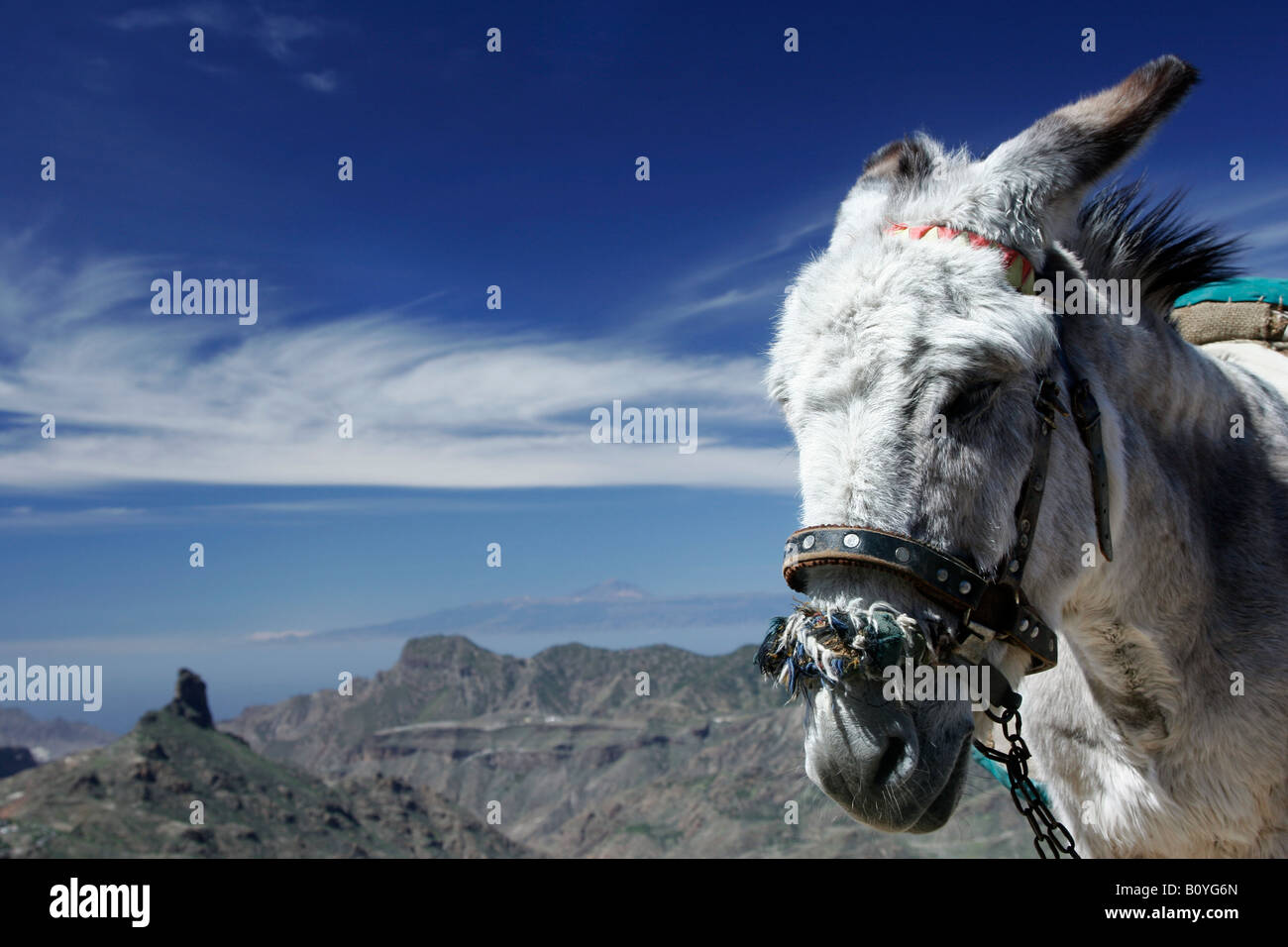 Esel berg -Fotos und -Bildmaterial in hoher Auflösung – Alamy