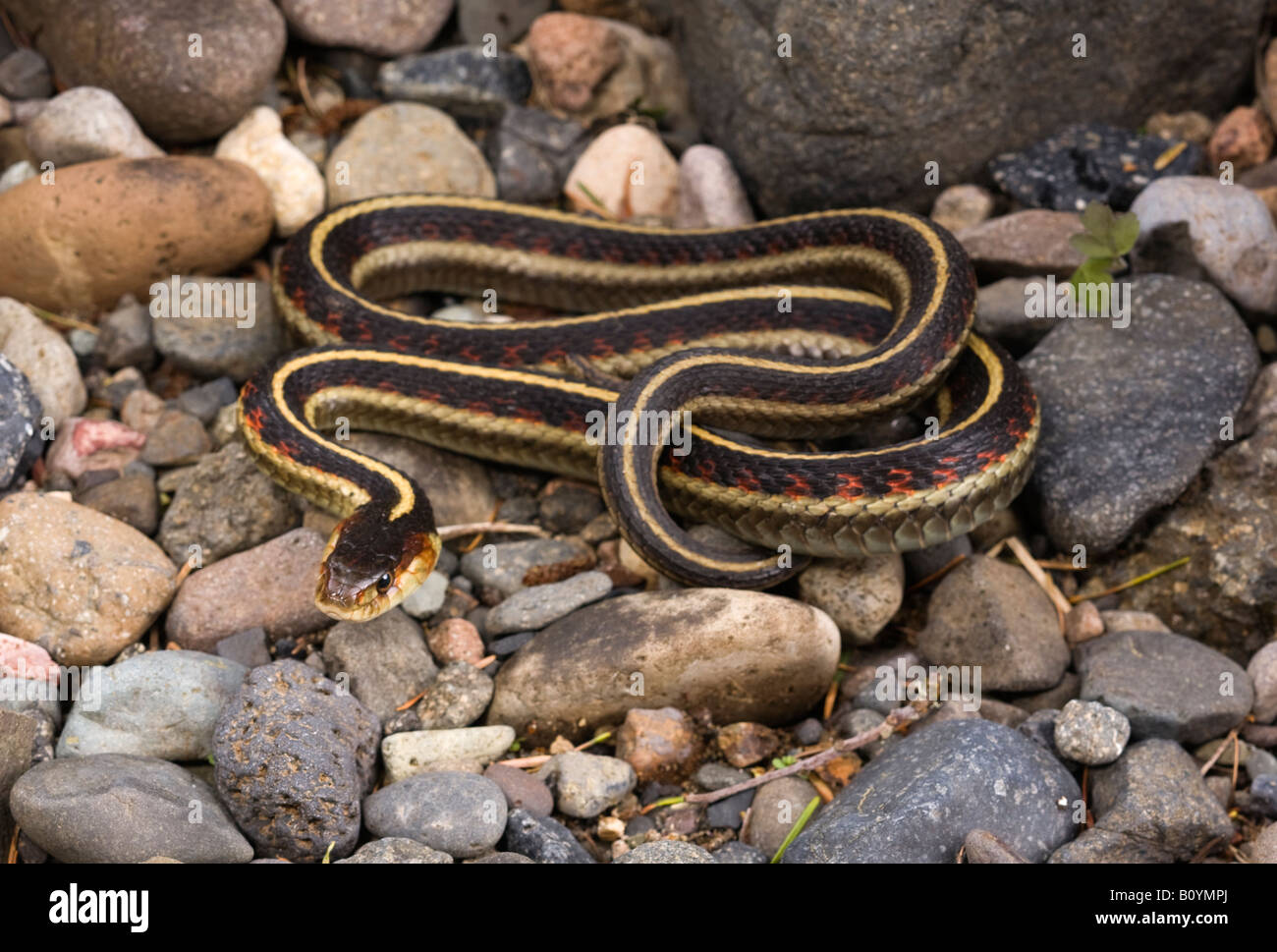 Garter snakes -Fotos und -Bildmaterial in hoher Auflösung – Alamy