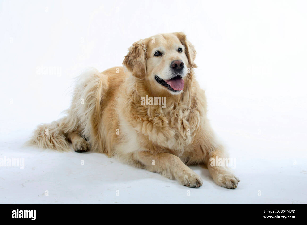 Fette hunde -Fotos und -Bildmaterial in hoher Auflösung – Alamy