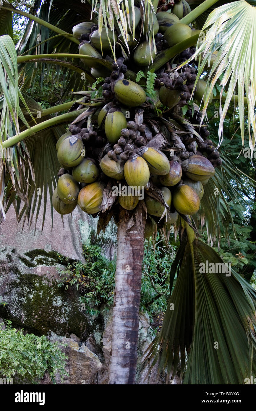 Coco de mer palms lodoicea maldivica -Fotos und -Bildmaterial in hoher ...