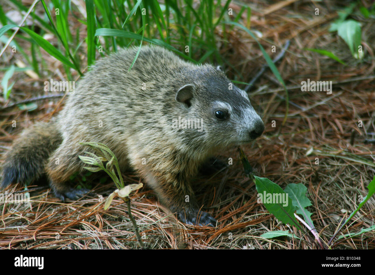 Baby-Murmeltier oder Waldmurmeltier Marmota Monax östlichen Nordamerika ...