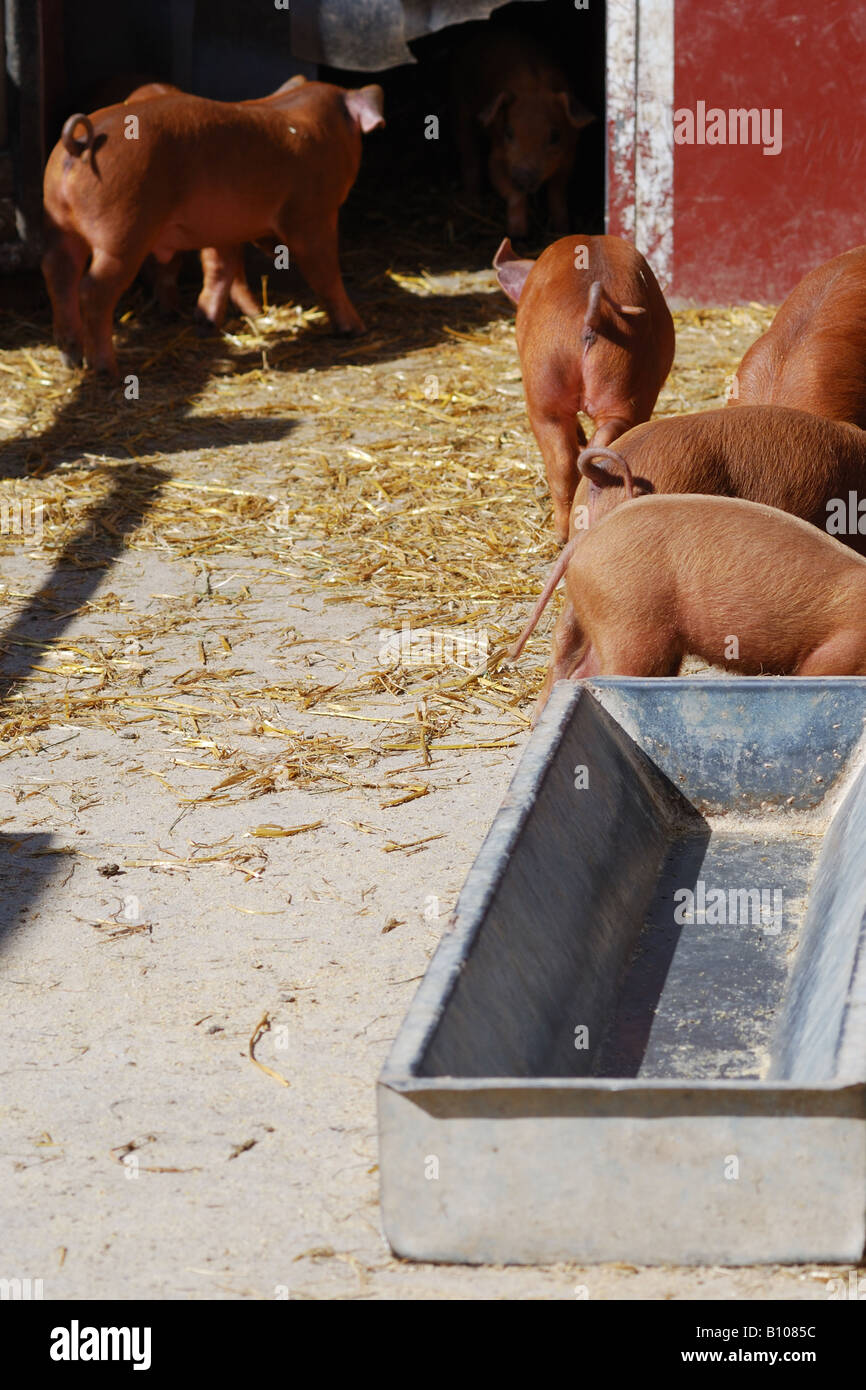 Duroc ferkel -Fotos und -Bildmaterial in hoher Auflösung – Alamy