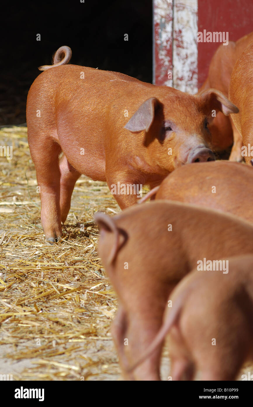 Duroc ferkel -Fotos und -Bildmaterial in hoher Auflösung – Alamy