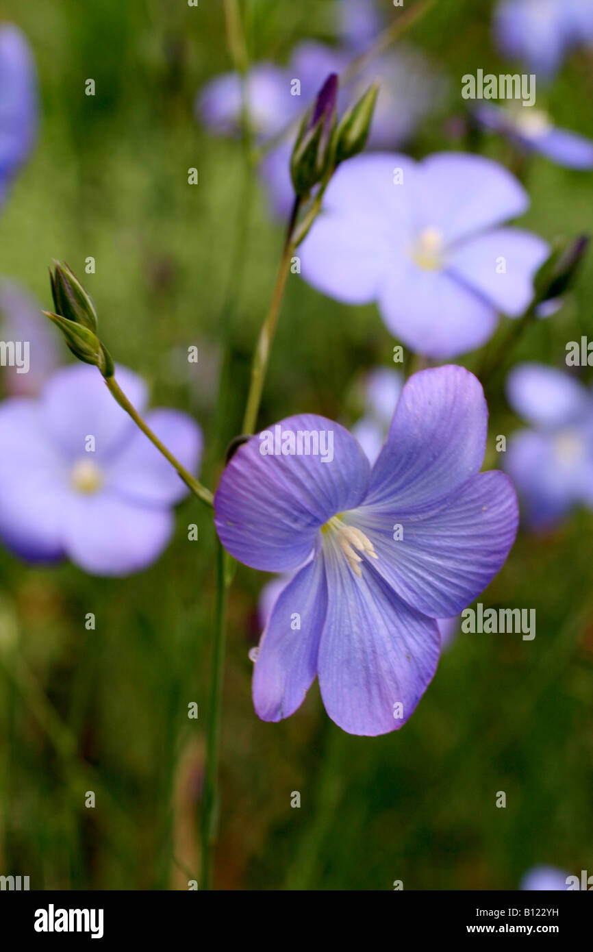 Linum garten -Fotos und -Bildmaterial in hoher Auflösung – Alamy