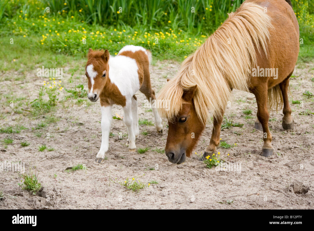 Familie equiden -Fotos und -Bildmaterial in hoher Auflösung – Alamy