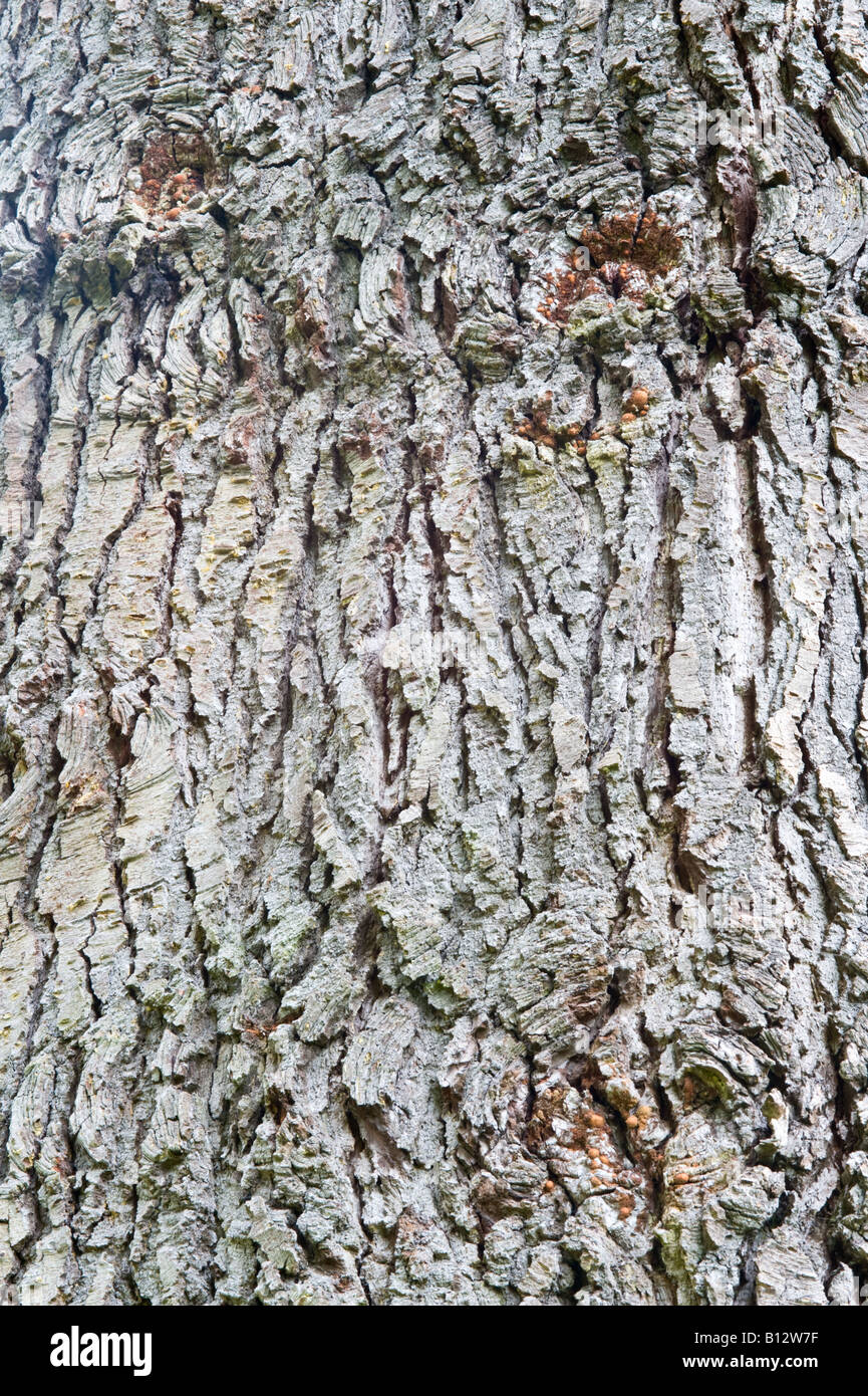 Edler baum -Fotos und -Bildmaterial in hoher Auflösung – Alamy