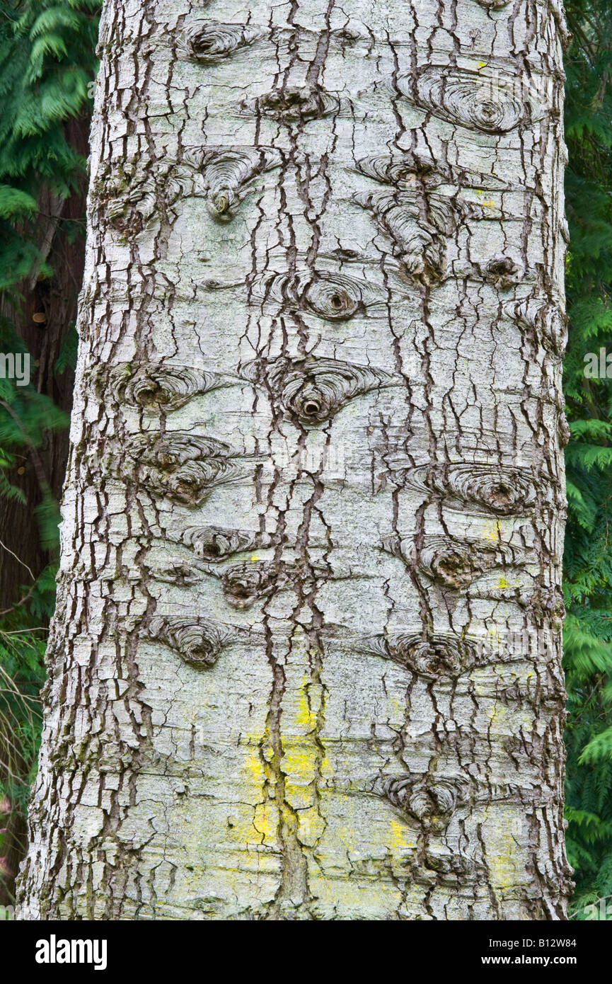 Rot tanne -Fotos und -Bildmaterial in hoher Auflösung – Alamy