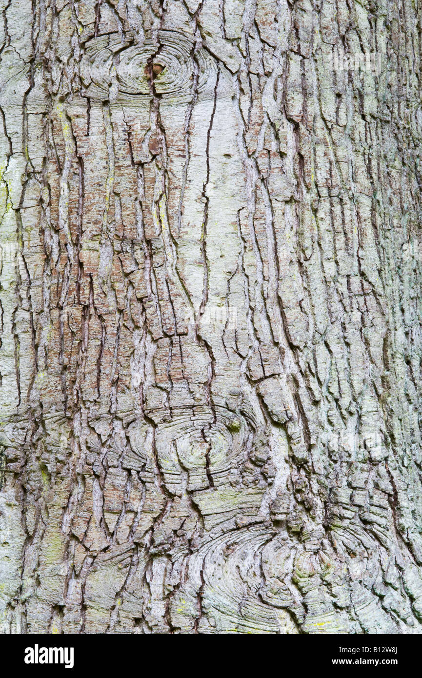 Tannen in schottland -Fotos und -Bildmaterial in hoher Auflösung – Alamy