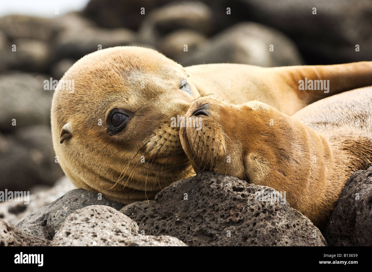 Zwei Galapagos-Seelöwen kuschelte, Insel Isla Lobos, San Cristobal ...