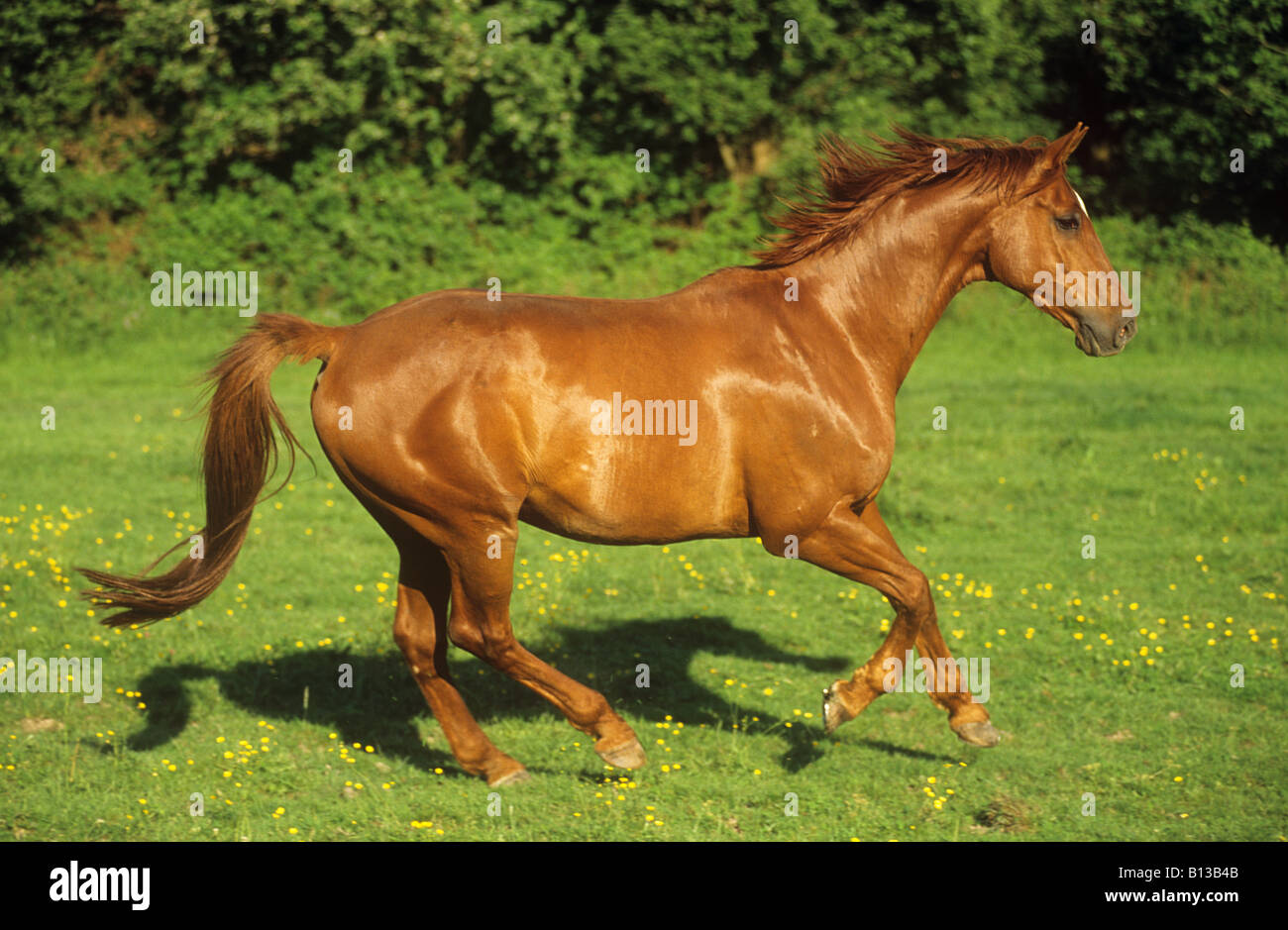 Hannoveraner Pferd - im Galopp auf der Wiese Stockfotografie - Alamy