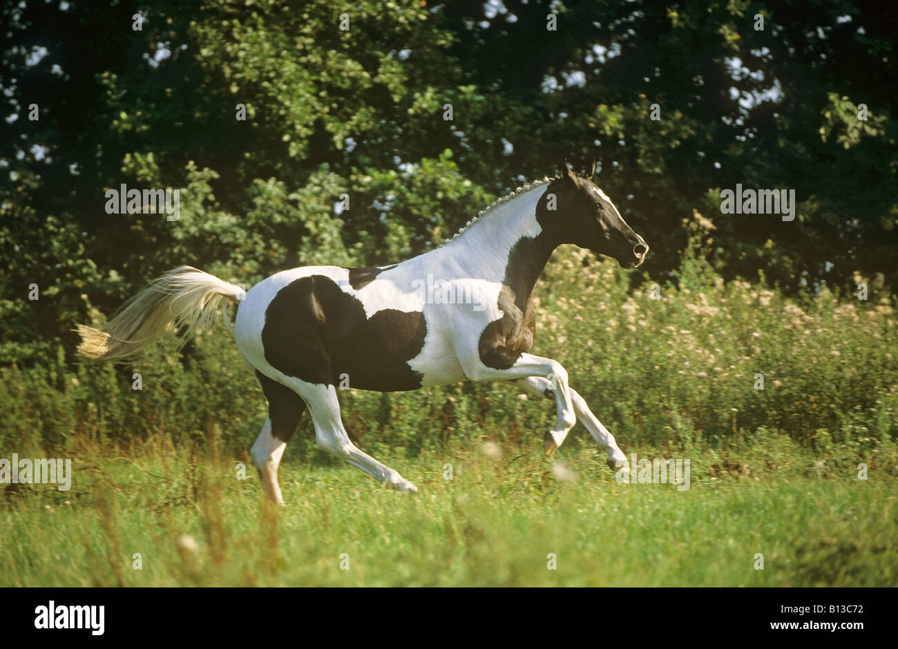 Pinto trakehner -Fotos und -Bildmaterial in hoher Auflösung – Alamy