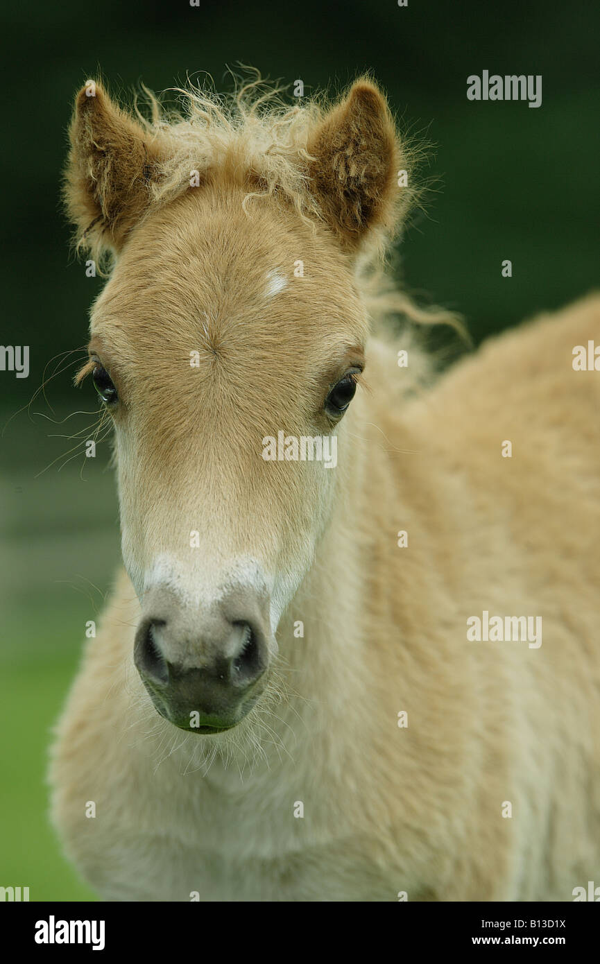 Falabella ponys -Fotos und -Bildmaterial in hoher Auflösung – Alamy