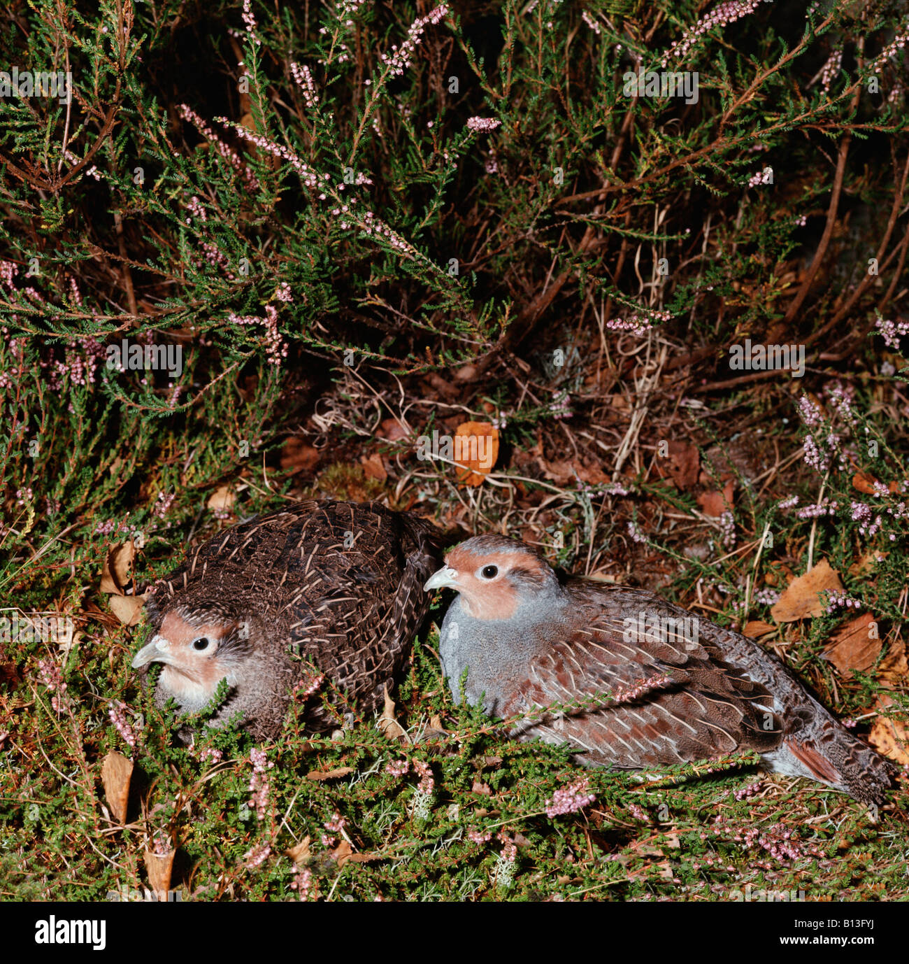 Au pairs -Fotos und -Bildmaterial in hoher Auflösung – Alamy