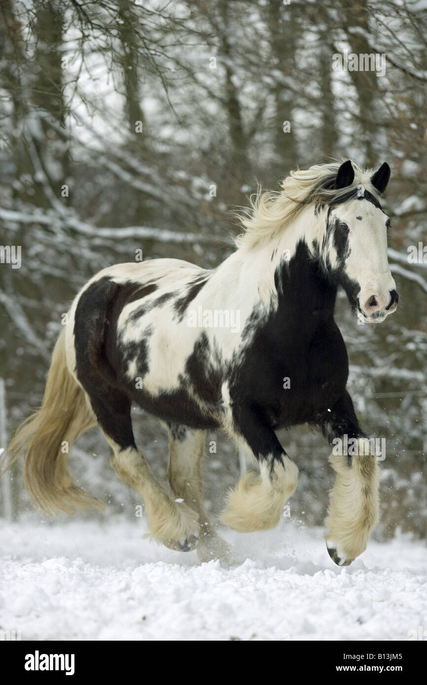 Tinker Pony - Galopp im Schnee Stockfotografie - Alamy