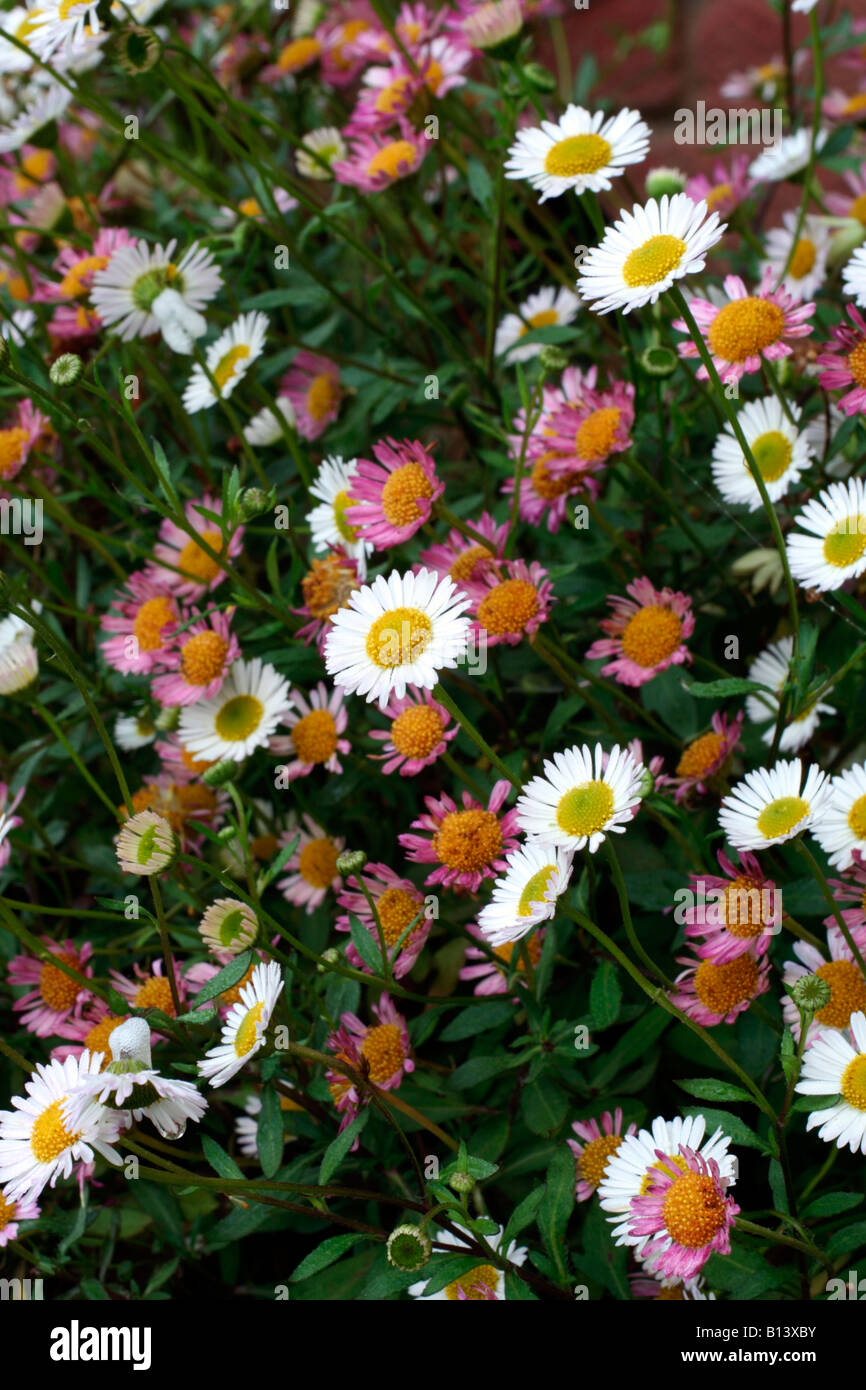 Erigeron mucronatus -Fotos und -Bildmaterial in hoher Auflösung – Alamy