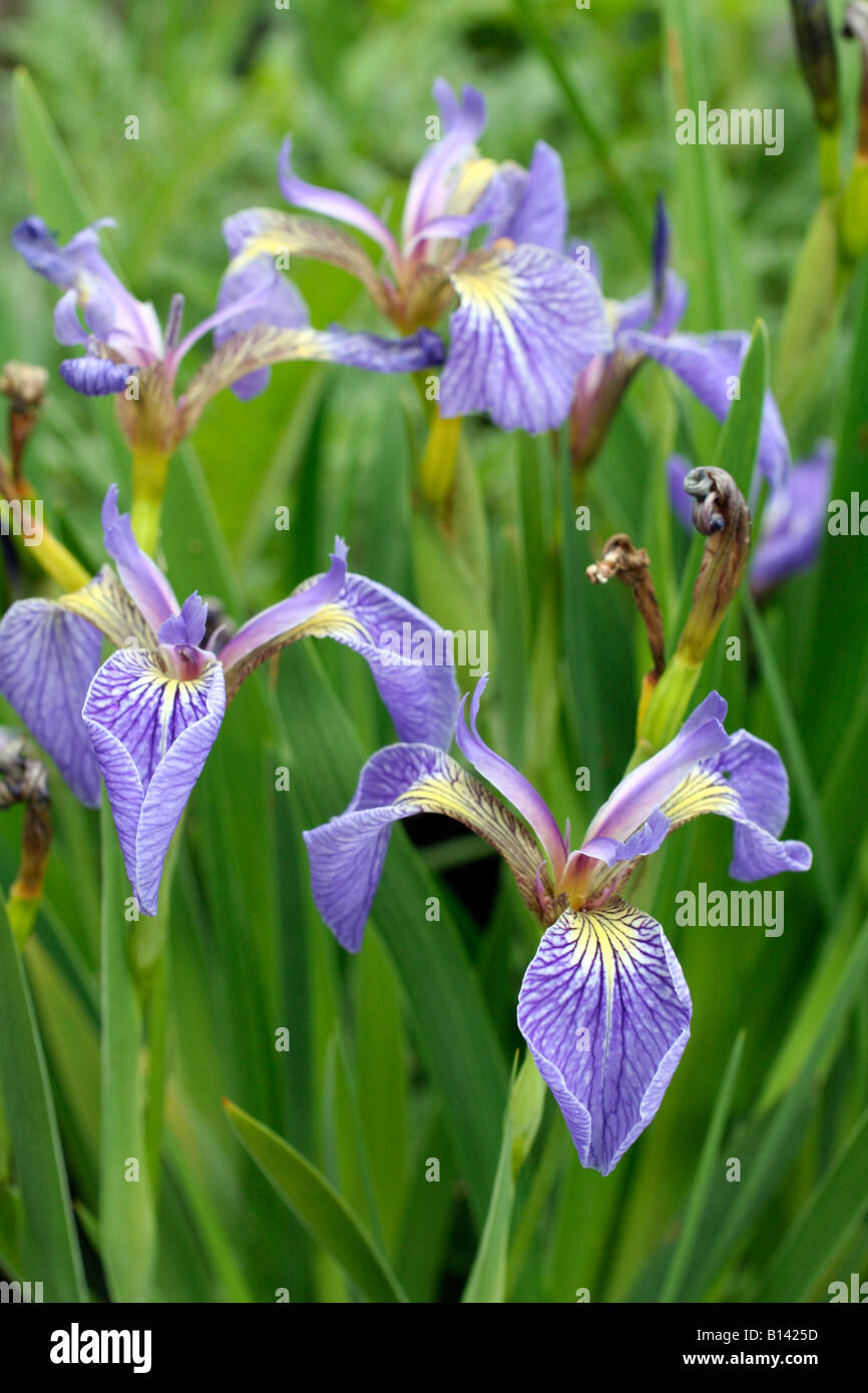 Iris setosa -Fotos und -Bildmaterial in hoher Auflösung – Alamy