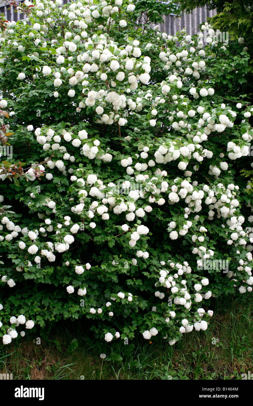 VIBURNUM OPULUS ROSEUM AGM SYN VIBURNUM OPULUS STERILE Stockfotografie ...