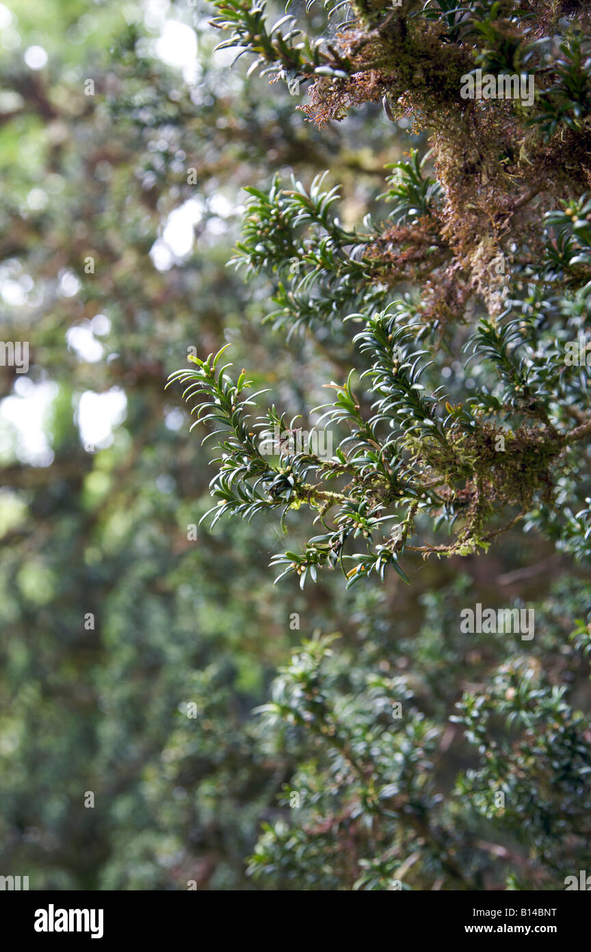 TAXUS BACCATA FASTIGIATA IRISCHE ÜBERGEORDNETEN WEIBLICHEN EIBE WÄCHST ...