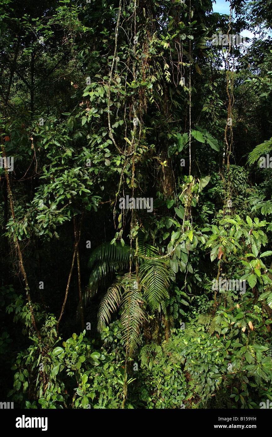 Costa Rica Regen Wald Foresta Pluviale Foresta Tropicale Braulio ...