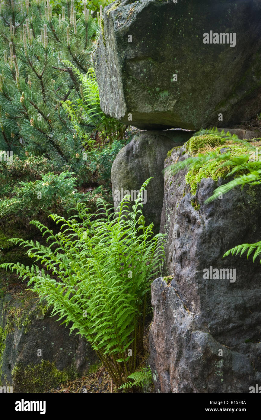 Garden design conifers rock -Fotos und -Bildmaterial in hoher Auflösung ...