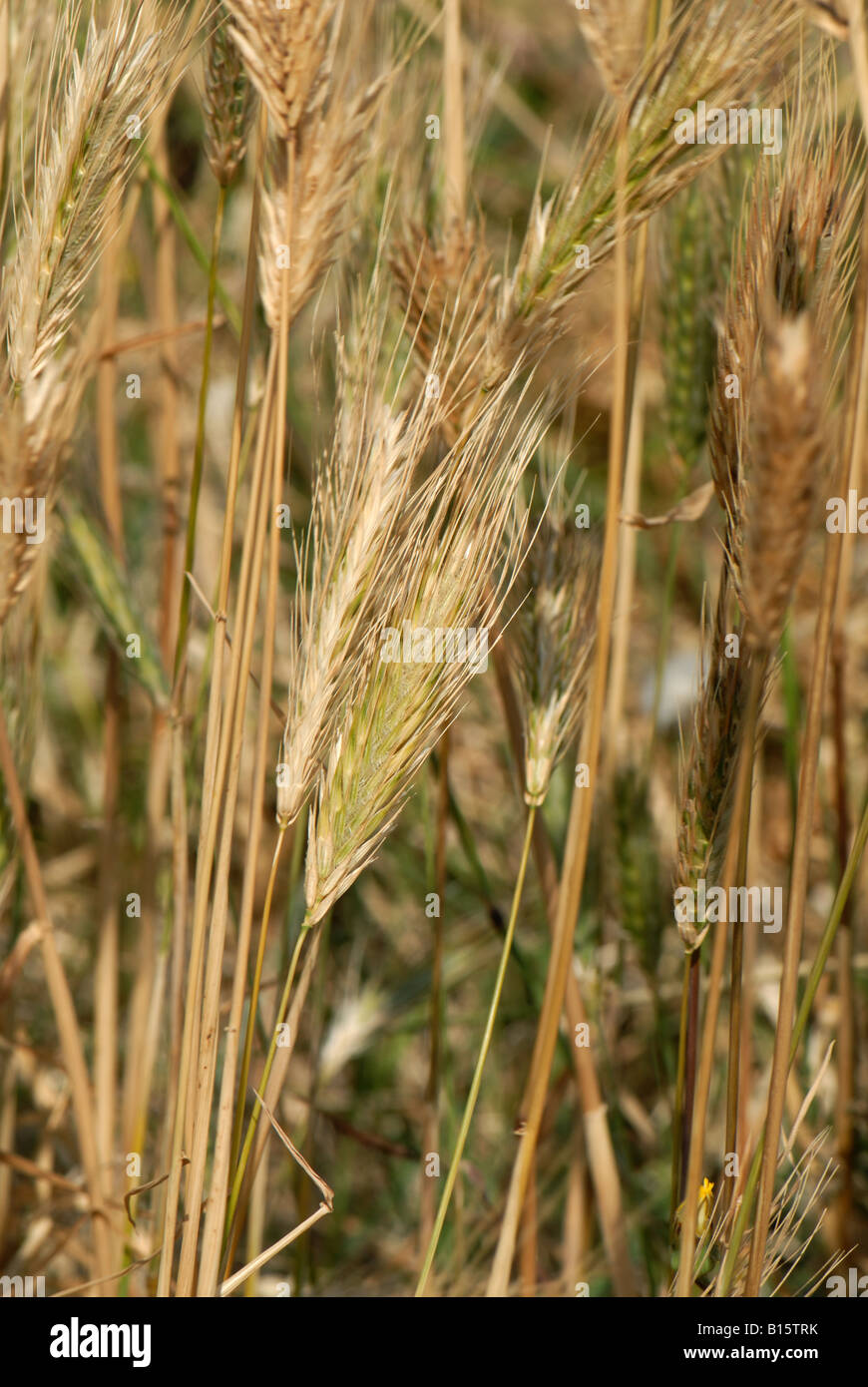 Wilde gerste -Fotos und -Bildmaterial in hoher Auflösung – Alamy