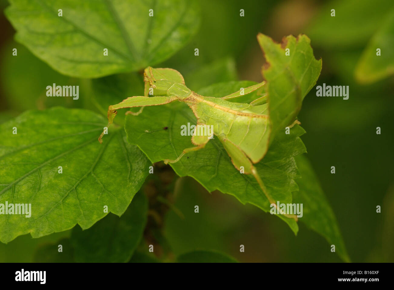 Phyllium crucifolium -Fotos und -Bildmaterial in hoher Auflösung – Alamy