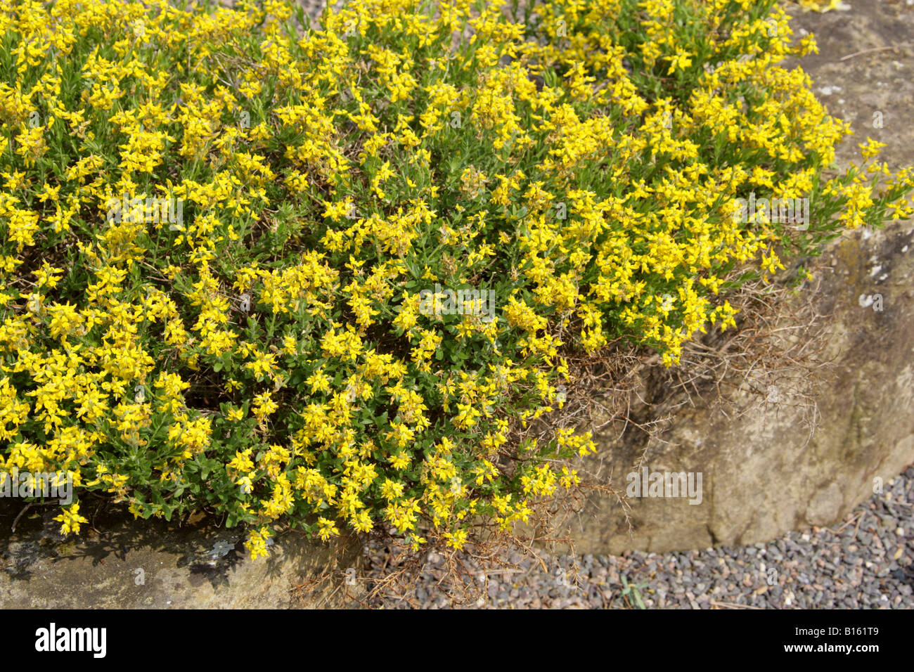 Deutscher ginster -Fotos und -Bildmaterial in hoher Auflösung – Alamy