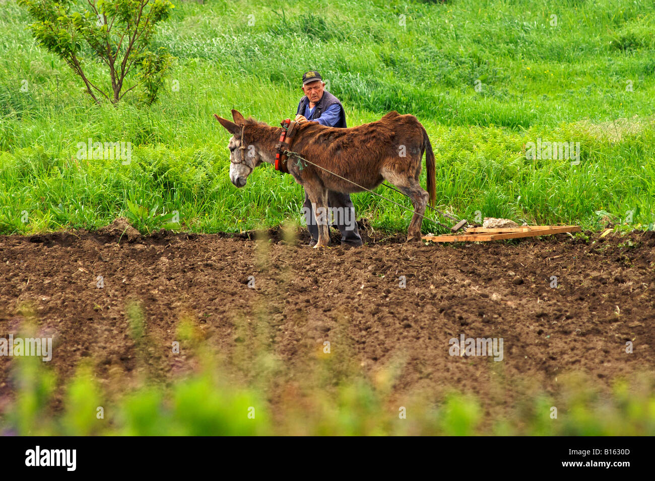 Spanisch Esel Stockfotos und -bilder Kaufen - Alamy