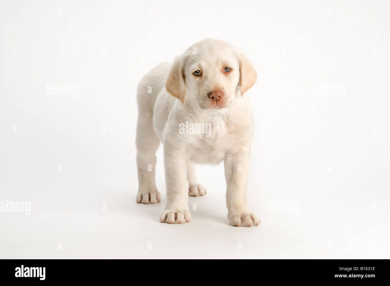 Junge Labrador Welpen Stockfotos und -bilder Kaufen - Alamy