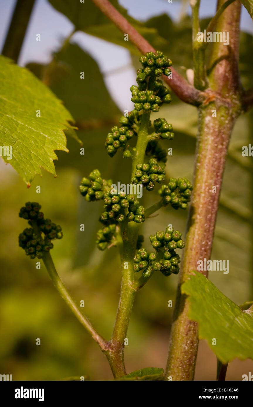 Early growth wine grapes -Fotos und -Bildmaterial in hoher Auflösung ...